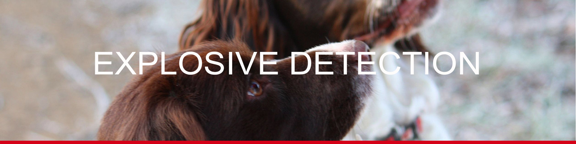 Explosive Detection Dogs Alpha K9 Security